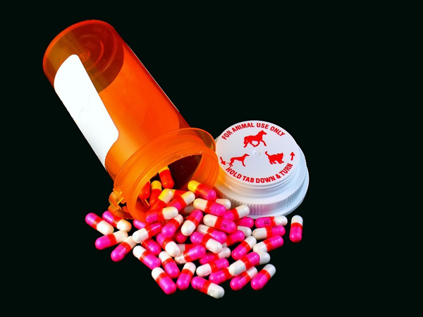 Pet Medications--Where to Get Them for Less ~ Pawsitively Humane, Inc.