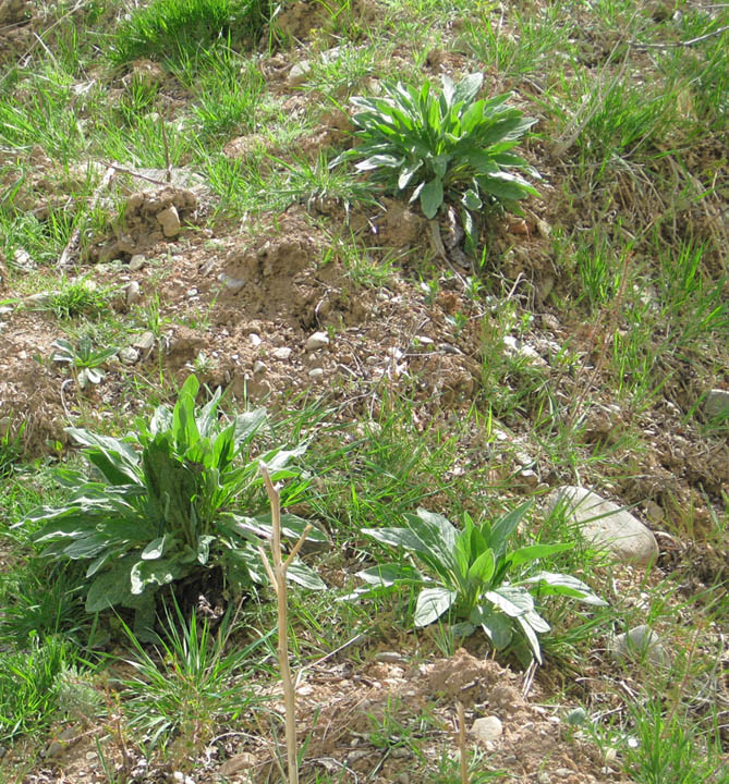 The Idaho Weed Guy: Biennial Weeds