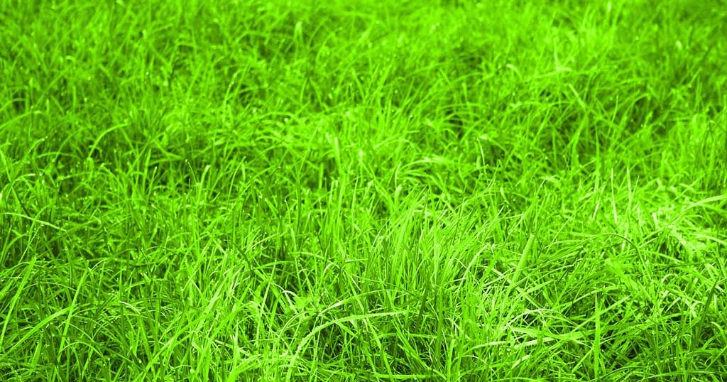 5 Rumput Liar yang Bisa Dimakan