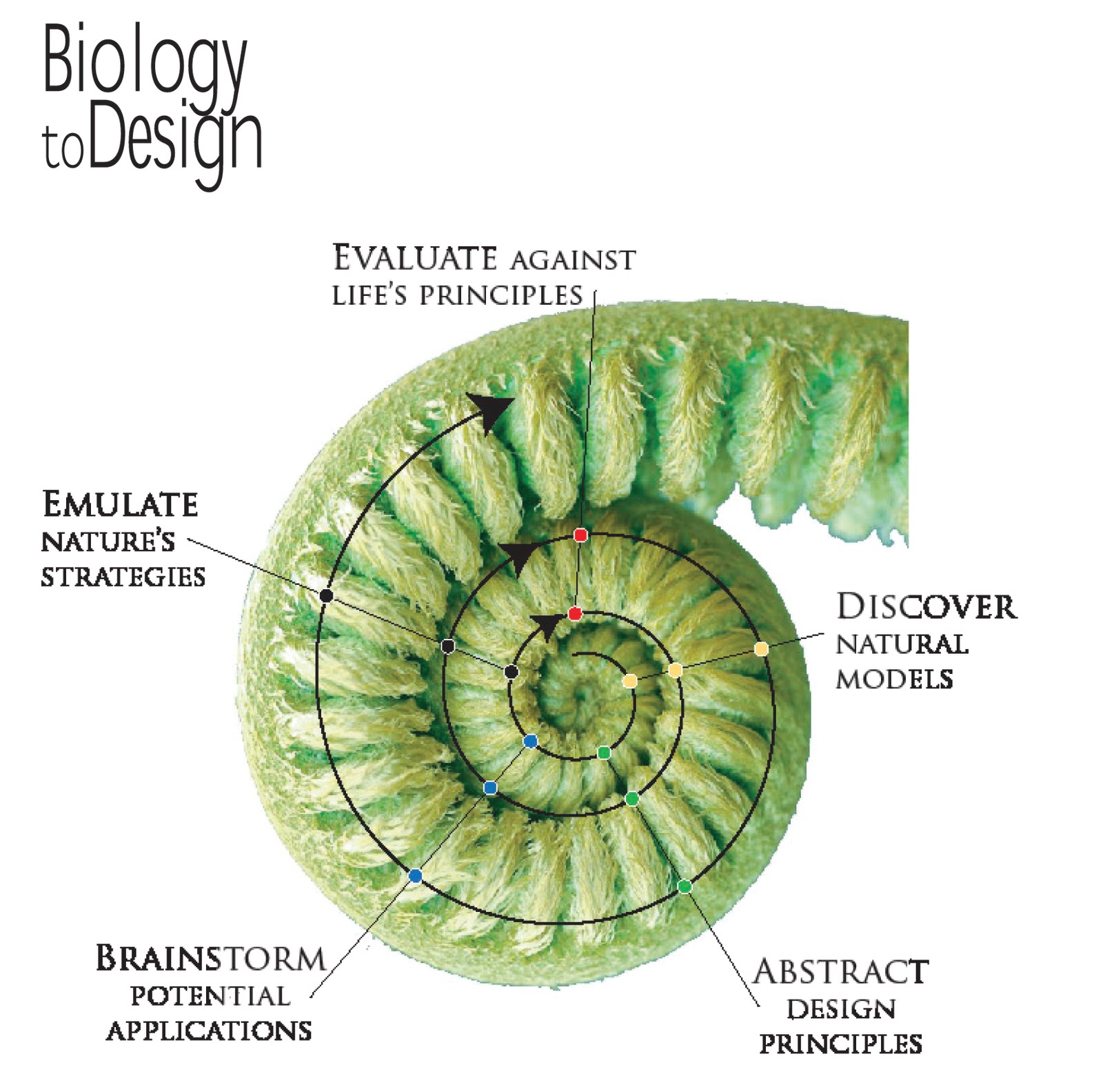 Biomimicry For Designers where The Rubber Meets The Sustainability Road biomimicry-for-designers-where-the-rubber-meets-the-sustainability-road