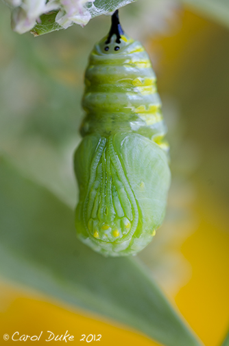 Monarch Butterfly Metamorphosis: Part One ~ Changing Casings | Focusing ...