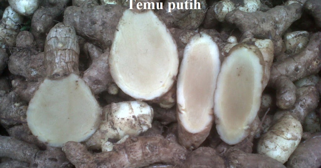 Rumah Tasikmalaya: Temu putih herbal bronkitis