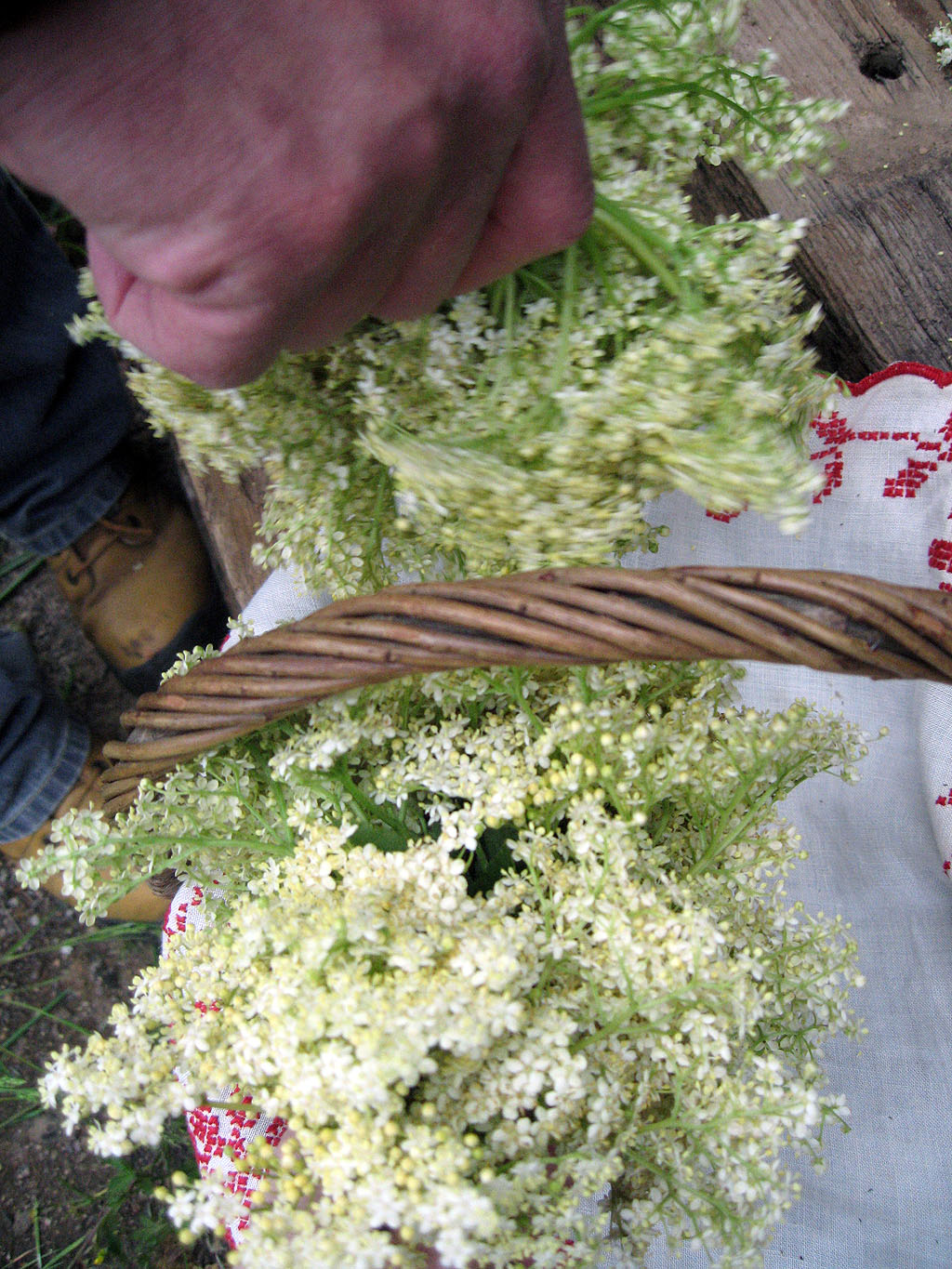 Suzy's Vintage Attic: Recipe - Natural elderflower cordial