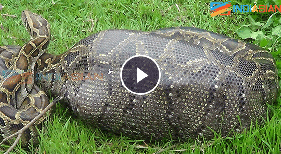 இந்தியாவில் முழு ஆட்டை விழுங்கிய மலைப்பாம்பு ! கொடூர வீடியோ Indian ...