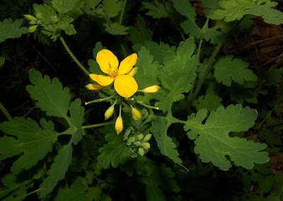 Get Your Botany On!: Celandine Poppy and Celandine