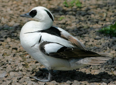 Hamparan Seni: Itik Mandarin