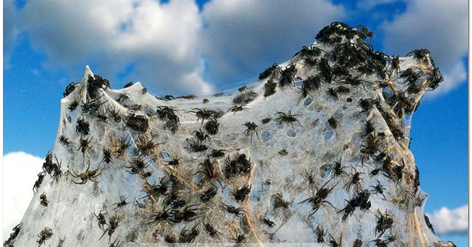 Jutaan Labah-labah Menyerang Pokok - caraTips69