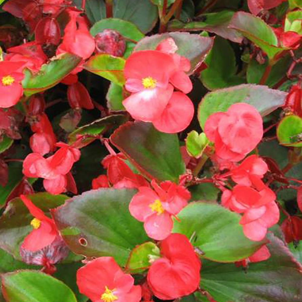 Tanaman Hias yang Mahal dan Banyak Diburu Untuk Dikoleksi