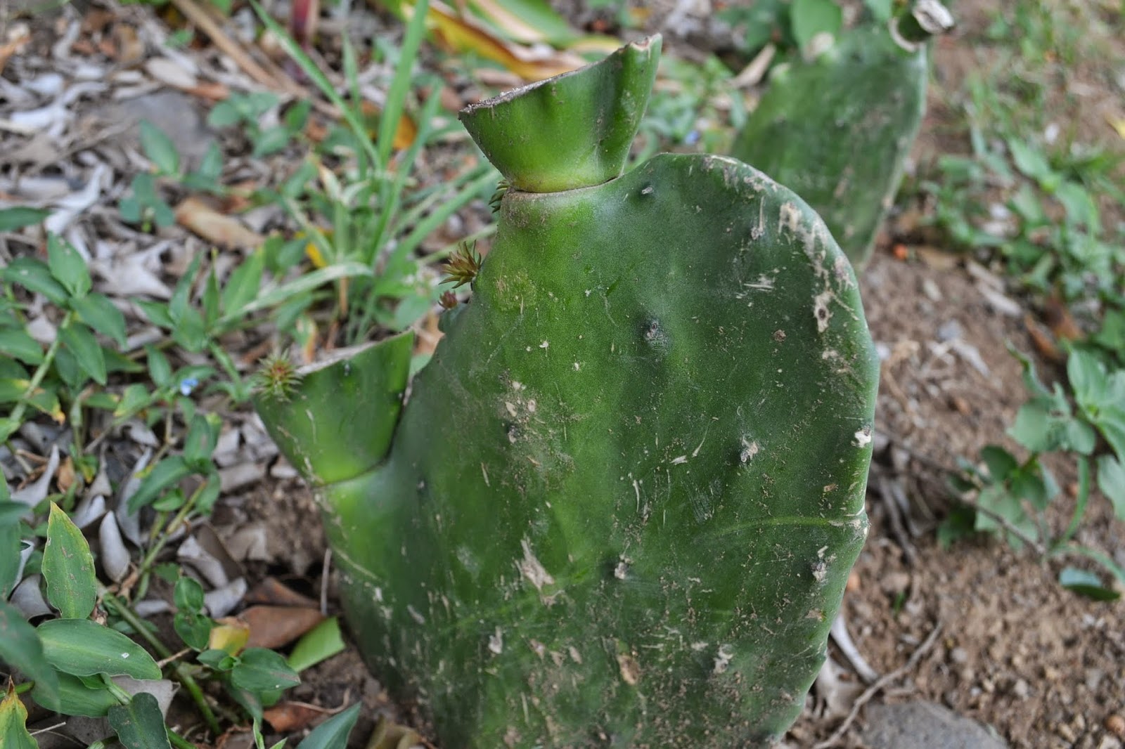 Cultivo de Nopal en El salvador: July 2014