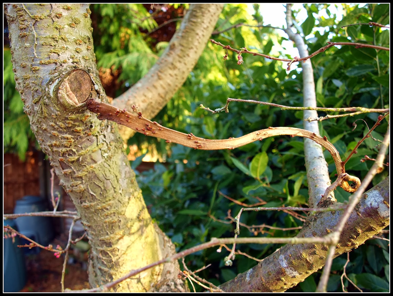 Mark's Veg Plot: Fasciation