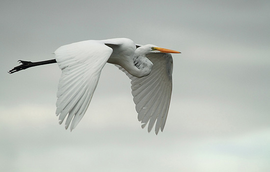 La Leyenda de la Garzas
