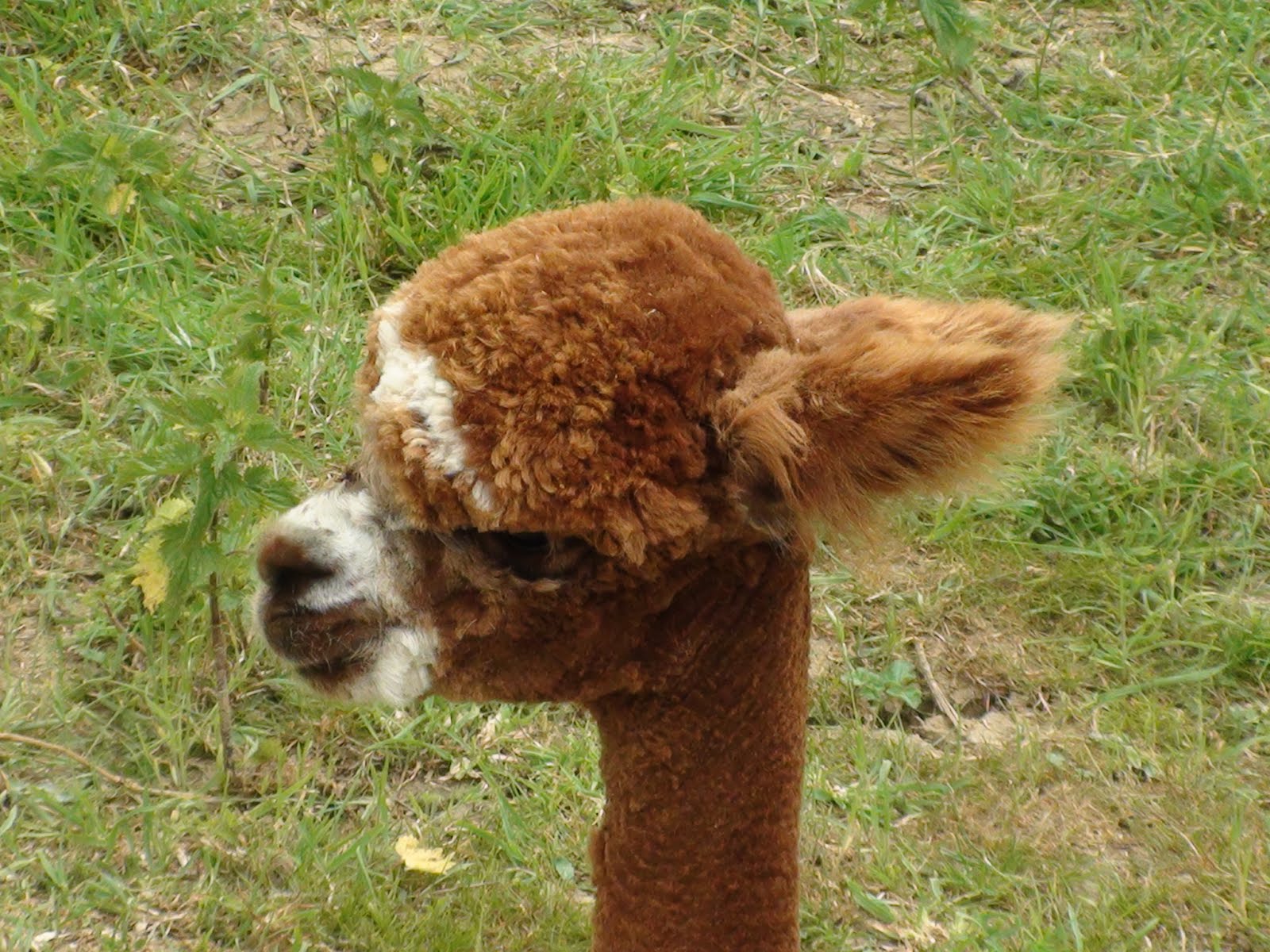 Adventures in Smallholding: Alpaca Shearing