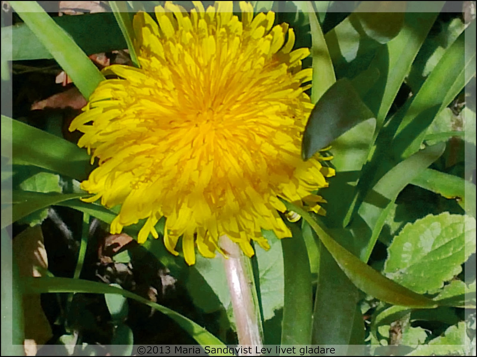 Lev livet gladare: Första maskrosen