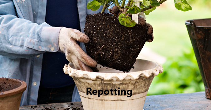 What is Repotting, Objectives of repotting