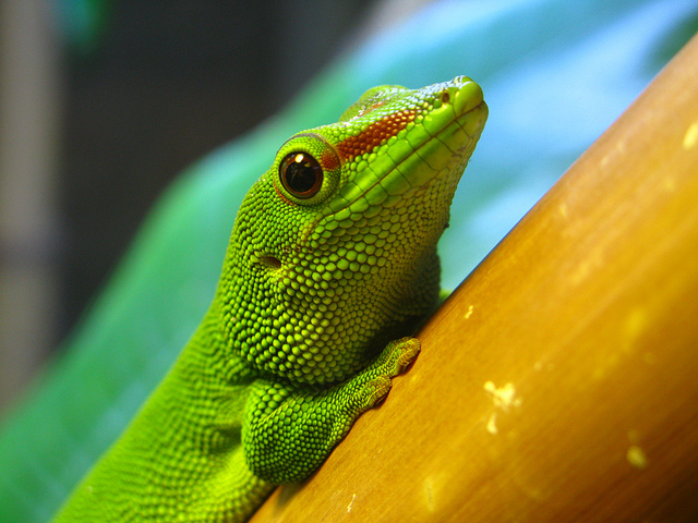 The Gecko Zone : The Giant Day Gecko