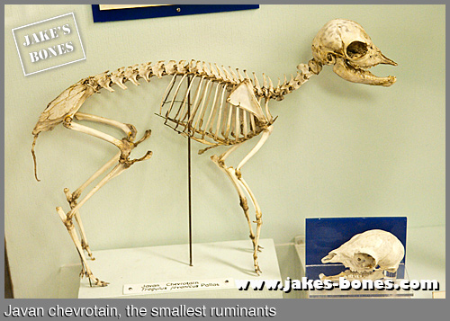 The Bell Pettigrew Museum in St Andrews : Jake's Bones