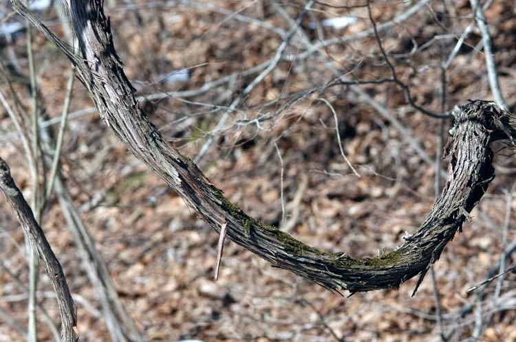 Field Biology in Southeastern Ohio: Wild Grapes