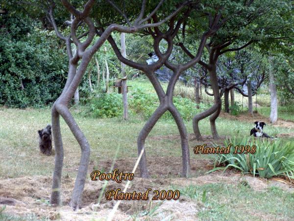 Funny World: Funny Trees