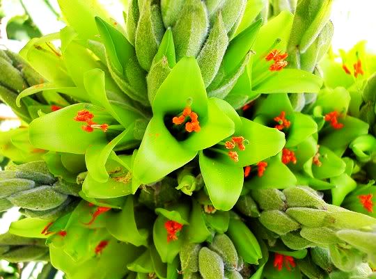 Philosophy of Science Portal: Plant eats sheep--Bazinga!