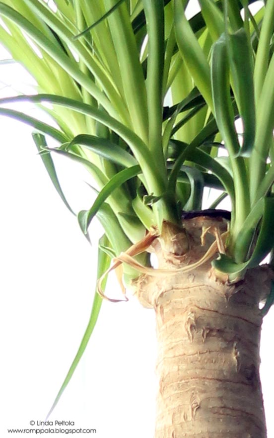 Romppala - Linda's Home & Garden: Täydellinen vihreys