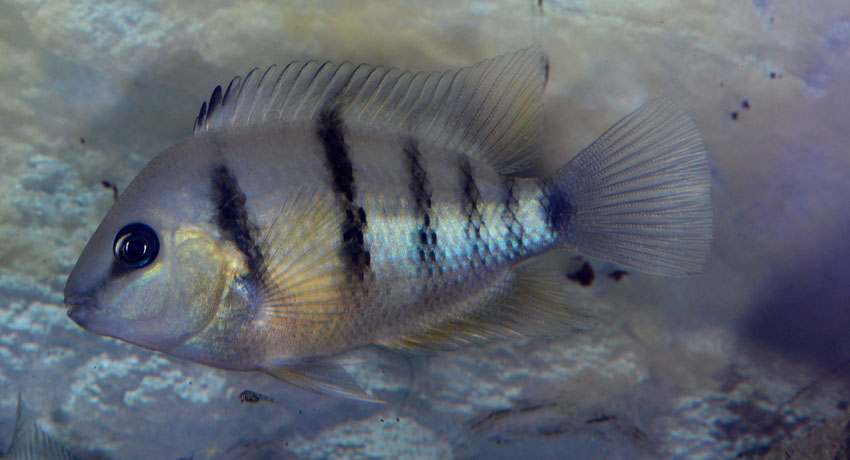Mahengechromis: Cryptoheros cutteri