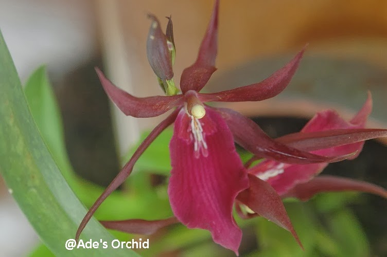Ade's Orchid: Oncidium Royal Robe