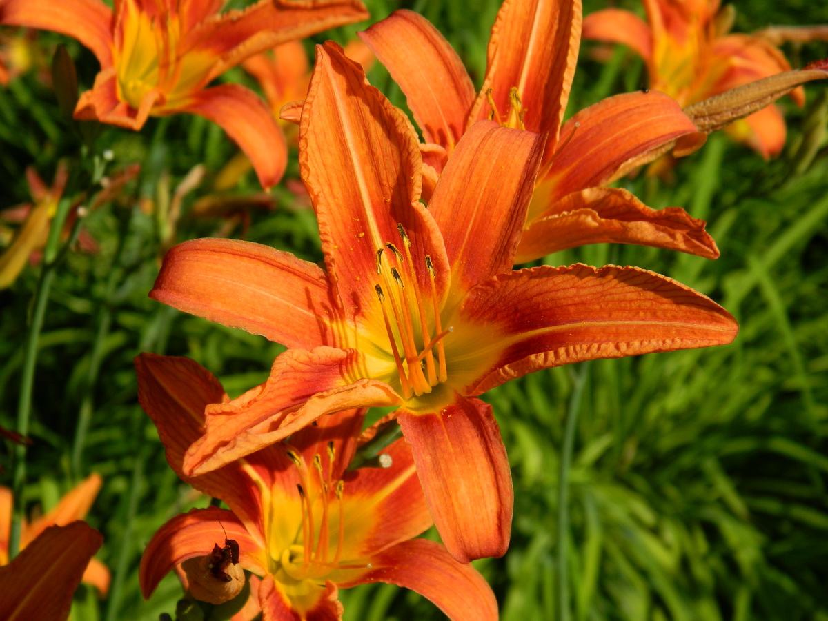 LA MULTI ANI, ROMANIA!: Crini portocalii