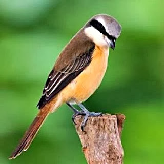 Tips Jitu Merawat Cendet - Kenariku