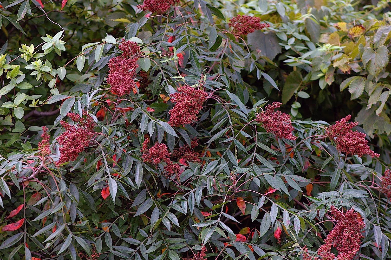 Field Biology in Southeastern Ohio: Sumacs of Ohio