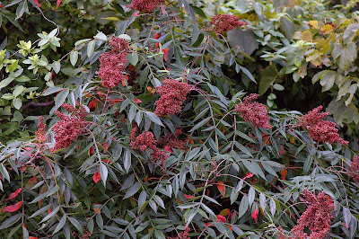 Field Biology in Southeastern Ohio: Sumacs of Ohio