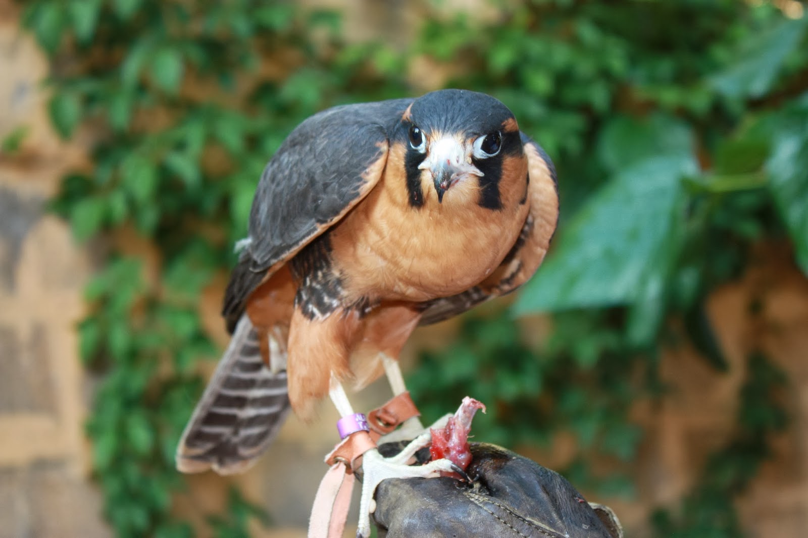 Rvoloteando: Halcón Aplomado o Aleto (Falco Femoralis)