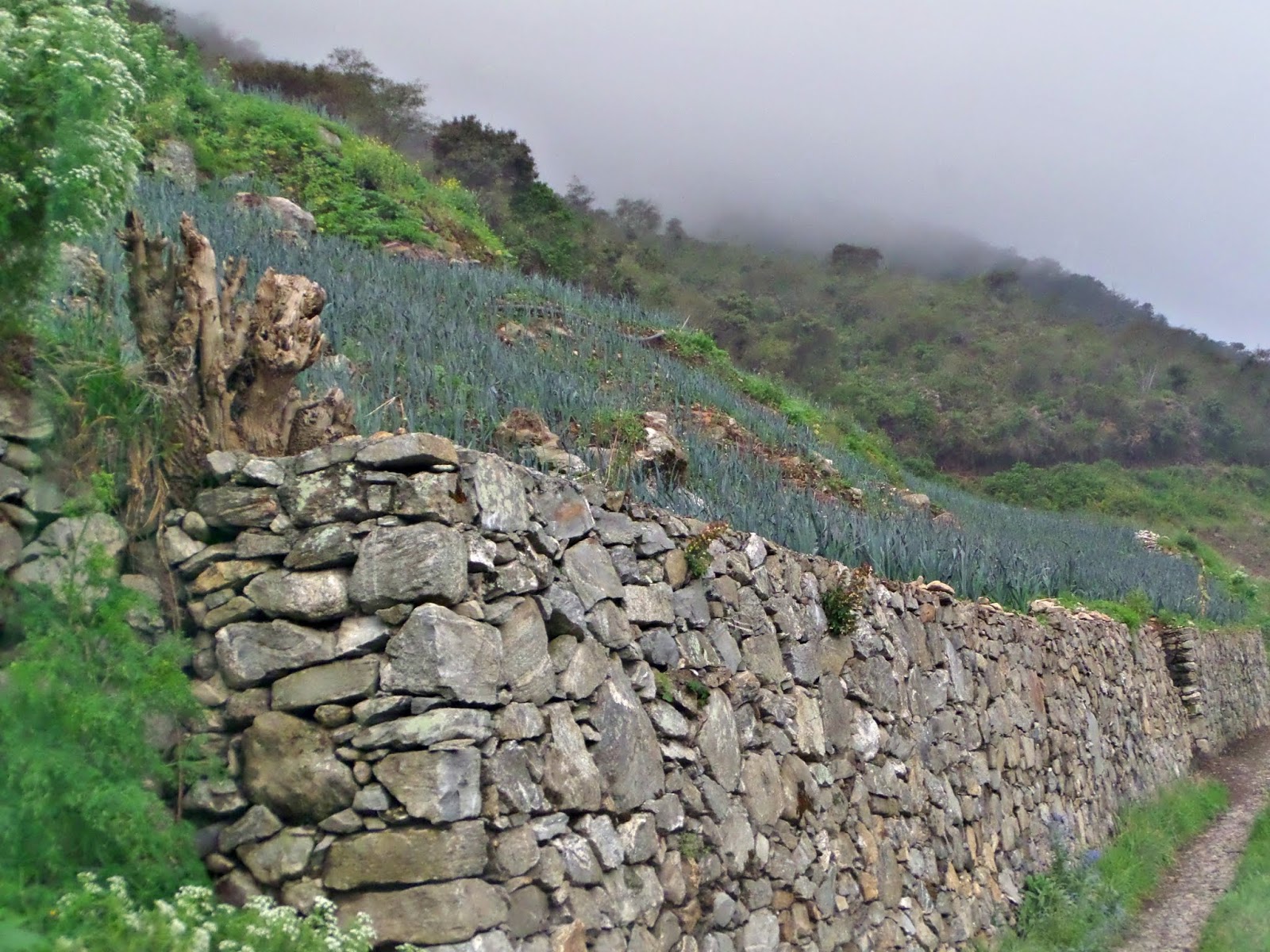 Timotes, Merida - Venezuela: LA OBRA TRUNCA DE MONSEÑOR VIVAS