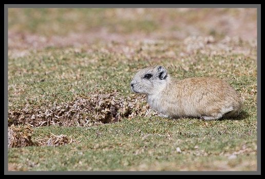 Beszamel i spółka bez ograniczeń: Rodzina Caviidae - kawiowate ...