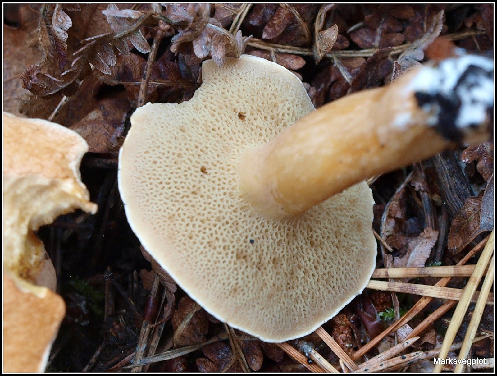 Mark's Veg Plot: How to identify fungi