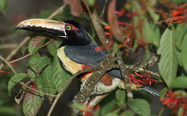 Amazing Toucan Bird - Toucans Facts, Photos, Information, Habitats ...