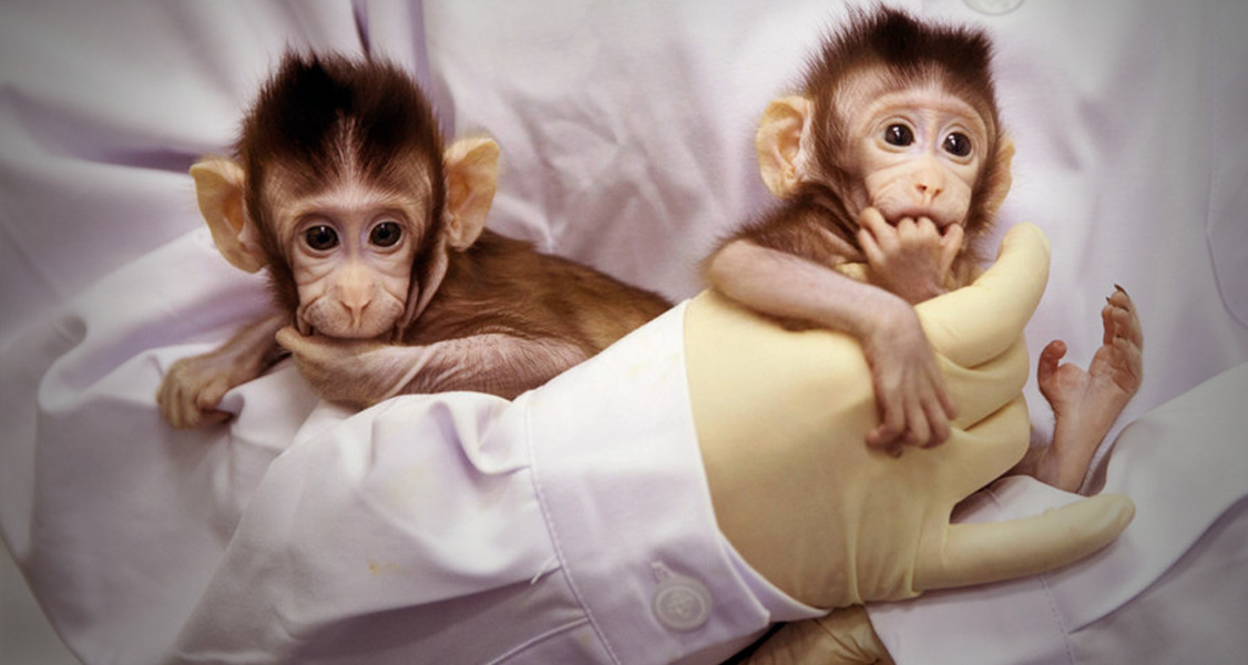 First Primate Clones - Human cloning will also be a reality | SBmade ...