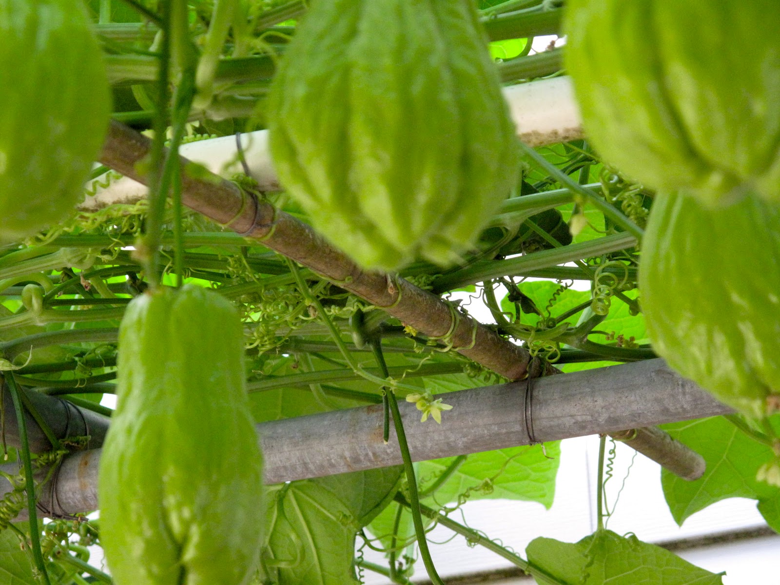 Exotic Herbs and Plants in Mao Naga Cuisine - Part I