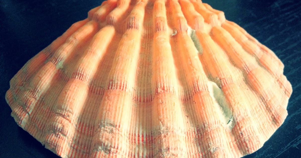 Orange shells for fall | sealaura