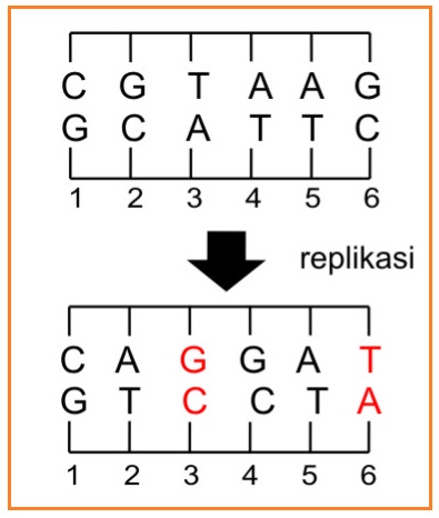 Nina Ayuning Rahayu F S: MATERI MUTASI