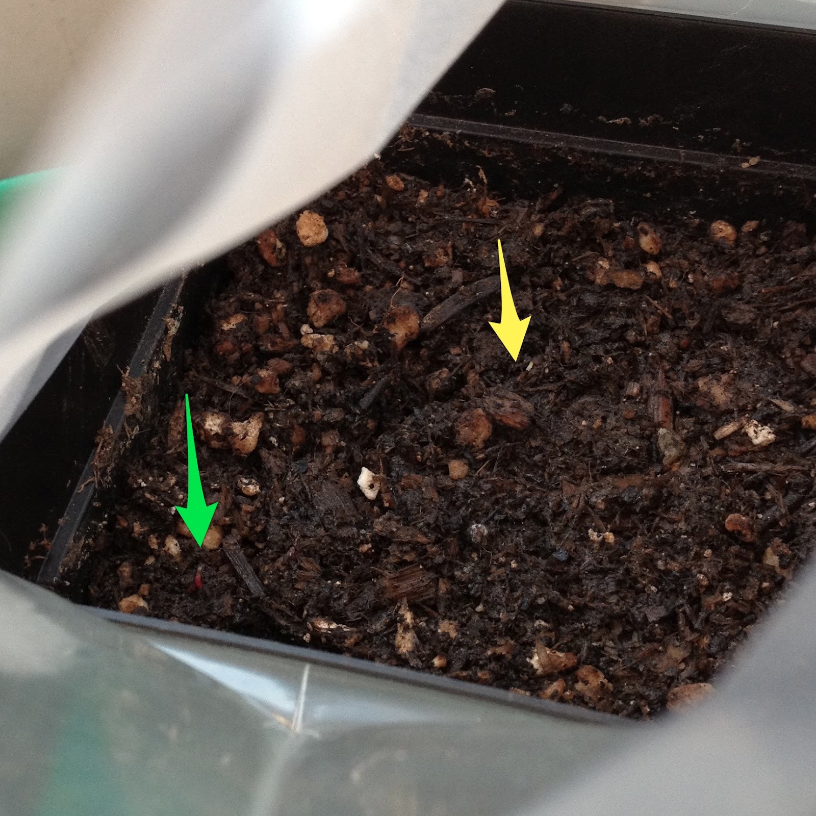 Oanstein: Anbau von Cystus - Zistrosen - Cistus incanus ssp. tauricus