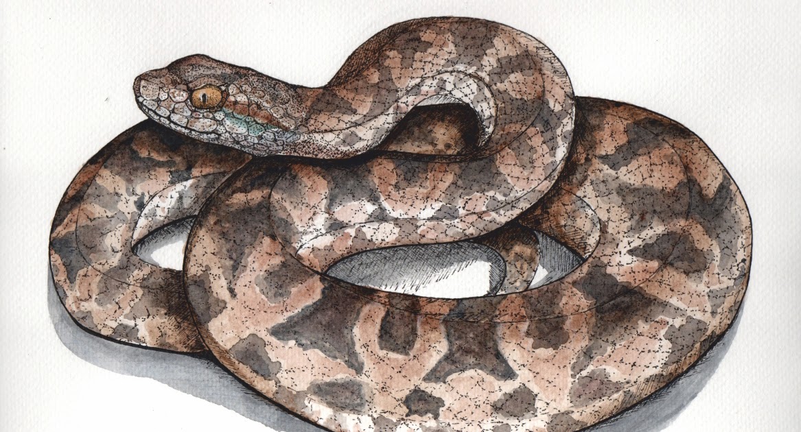 Gustavo Ariel Garcia - Yarará