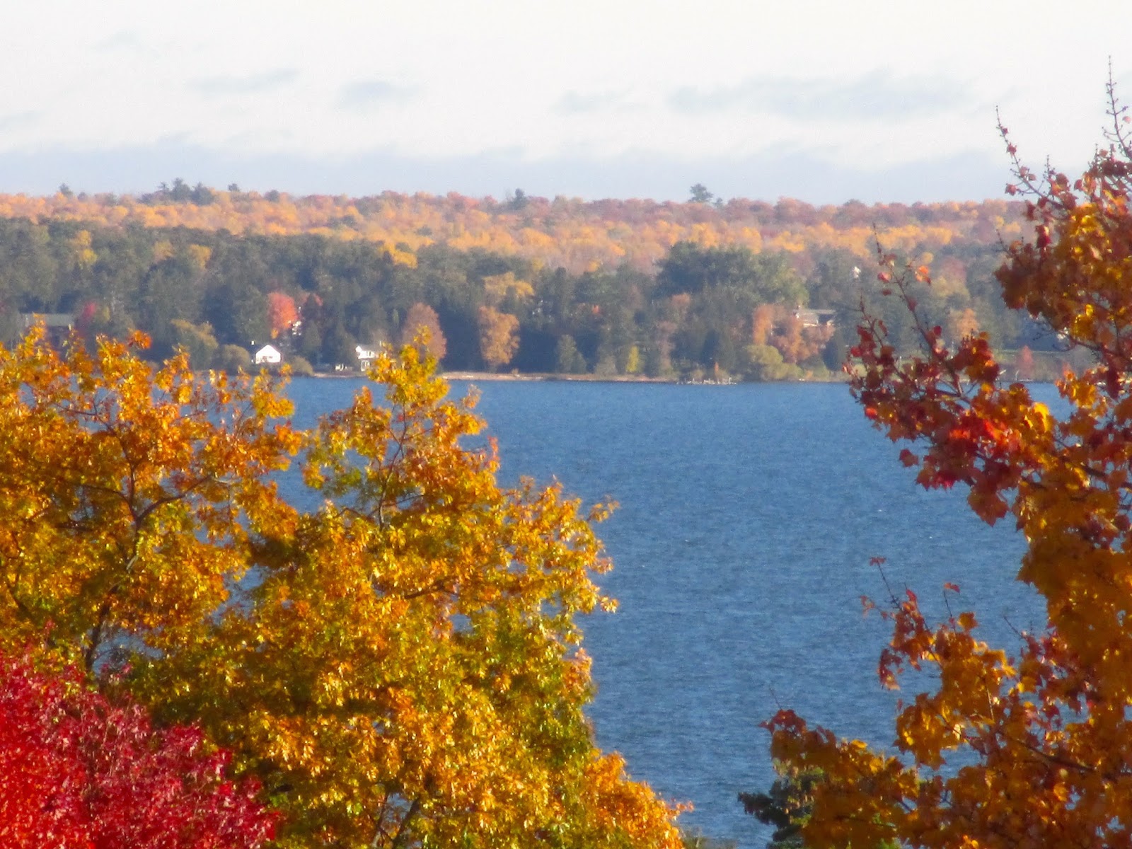 Art's Bayfield Almanac: EVOLUTION AND FALL LEAF COLOR