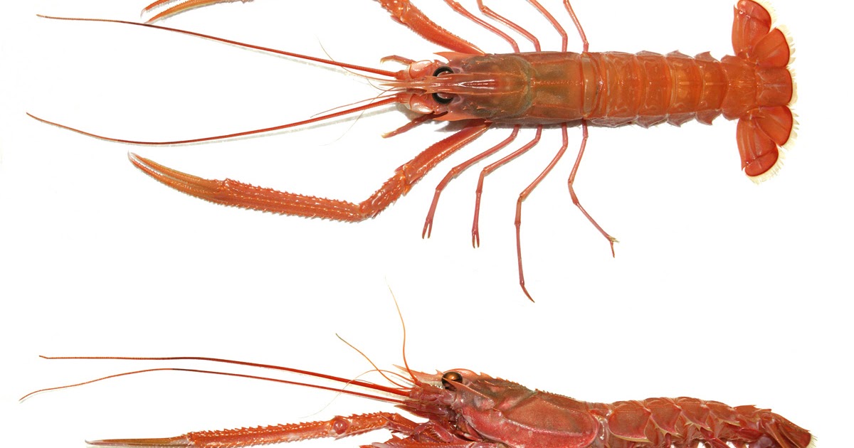 Oppdag Fisk!: Stillehavshummer/Red-Banded Lobster/Metanephrops Thomsoni ...