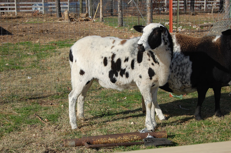 Little Hills Sheep Ranch