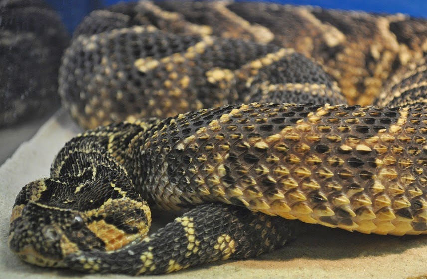 ZOOTOGRAFIANDO (5.836 ANIMALS): VÍBORA BUFADORA / PUFF ADDER (Bitis ...