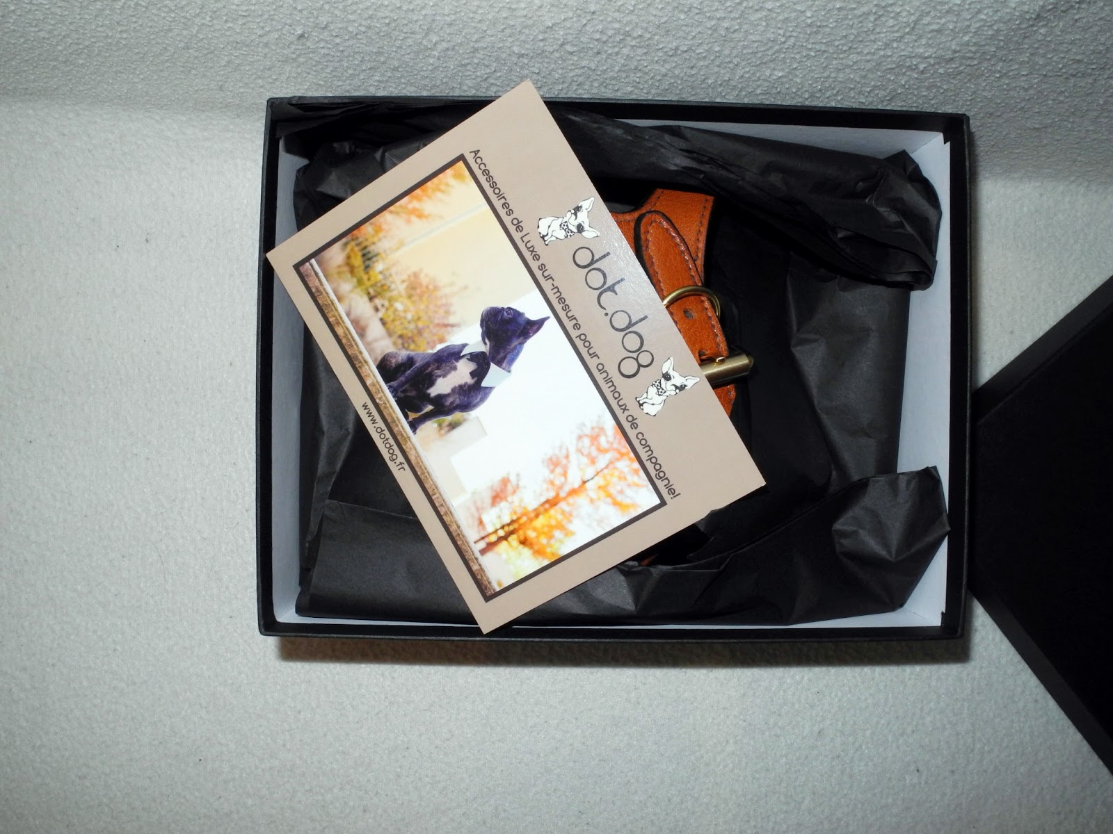 Rocky's Blog: Dot.Dog