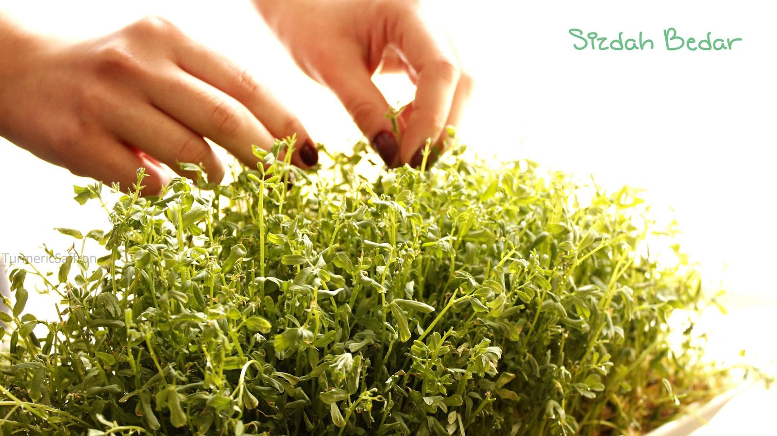 Turmeric & Saffron: Sizdah Bedar - Persian Tradition of Getting Rid of ...