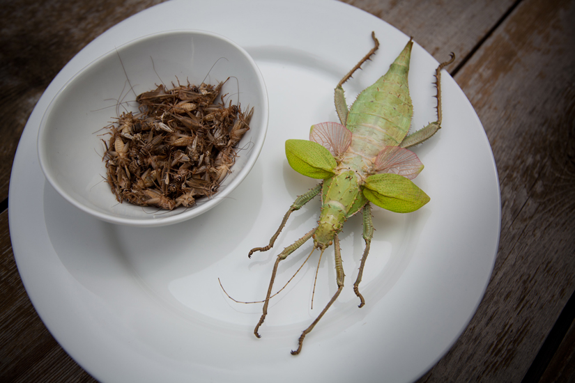 AJORBAHMAN'S COLLECTION: Edible Insects: Getting to the Good Stuff