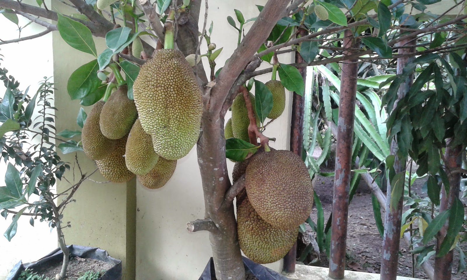 Tamora Unggul Nursery wa : 087777887447: Nangka Mini
