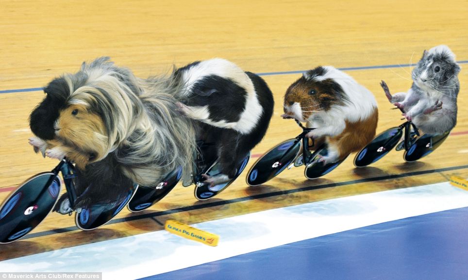 The animal zone: Going fur gold: Guinea pigs take inspiration from ...
